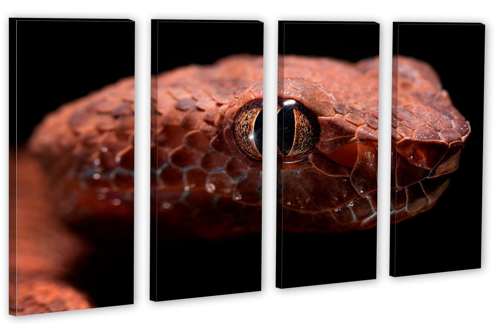 Red Viper Snake Head Wall Art Canvas Print. Reptile Eye, Animal Art ...