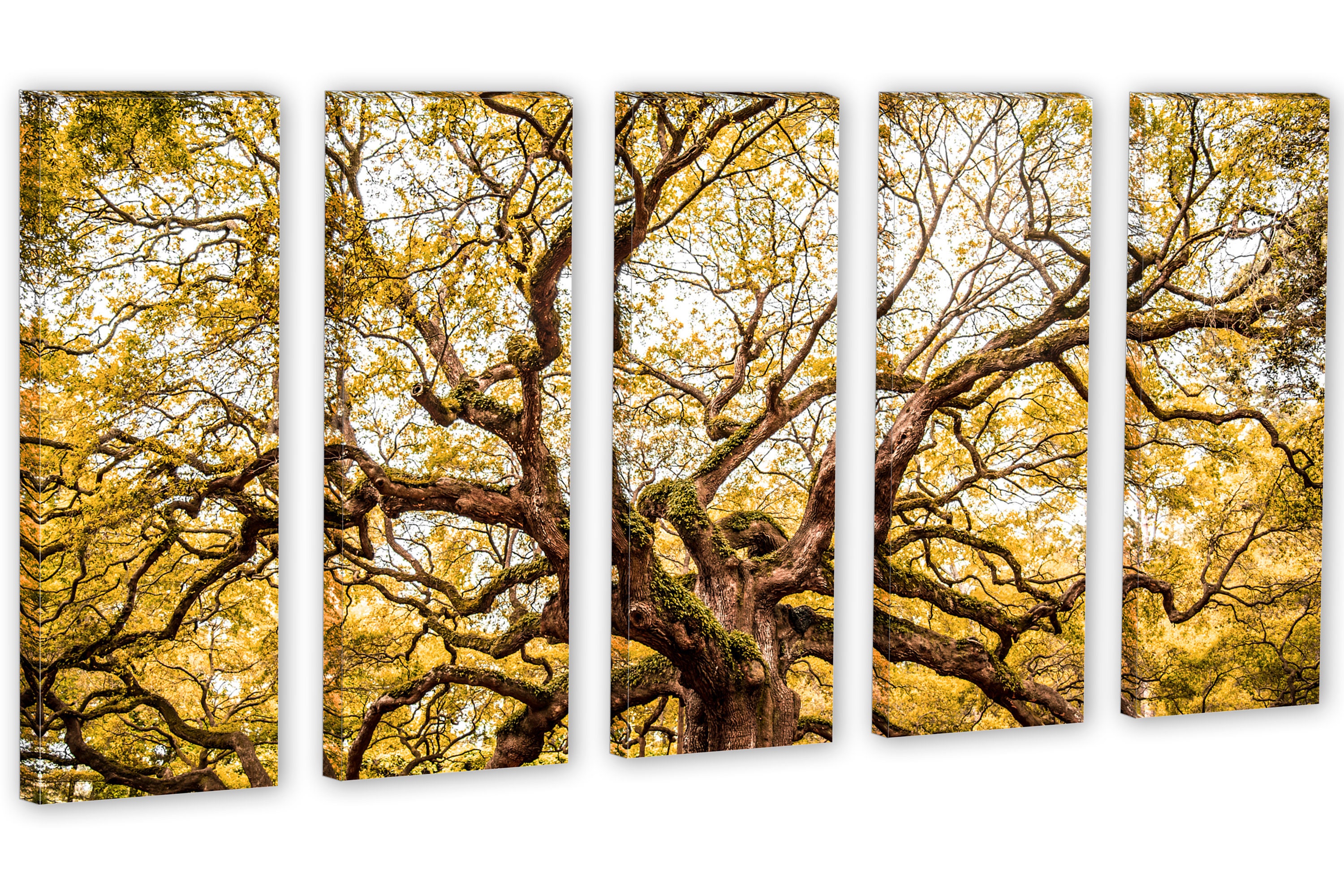 Grange Angel Oak Tree Canvas Print Wall Art - Tree Art, Curved Branches ...