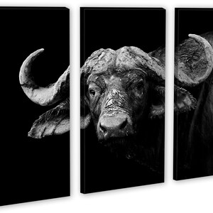 Buffalo Black and White - 3 Panel Split Canvas Print. Triptych ...