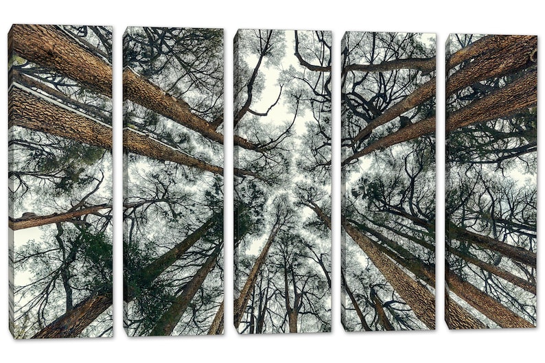 Cedars Trees Wall Art Canvas Print as Forest Nature Decor. - Etsy