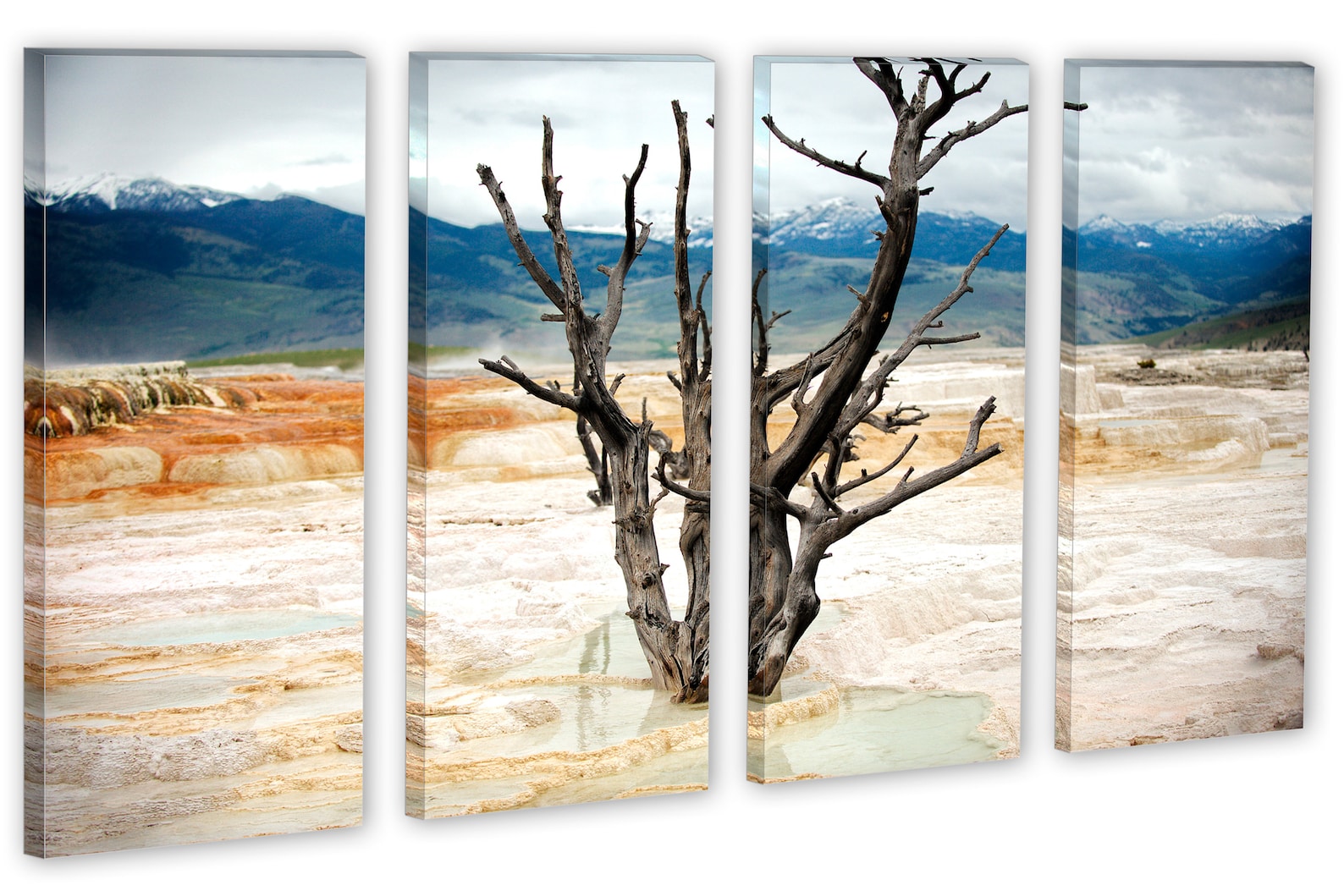 Dry Tree in Yellowstone Canvas Print Wall Art - Desert Tree Landscape ...