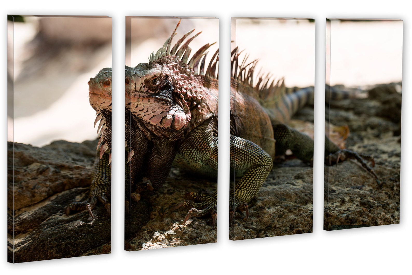 Iguana Wall Art Decor Canvas Print Wildlife Photography - Etsy