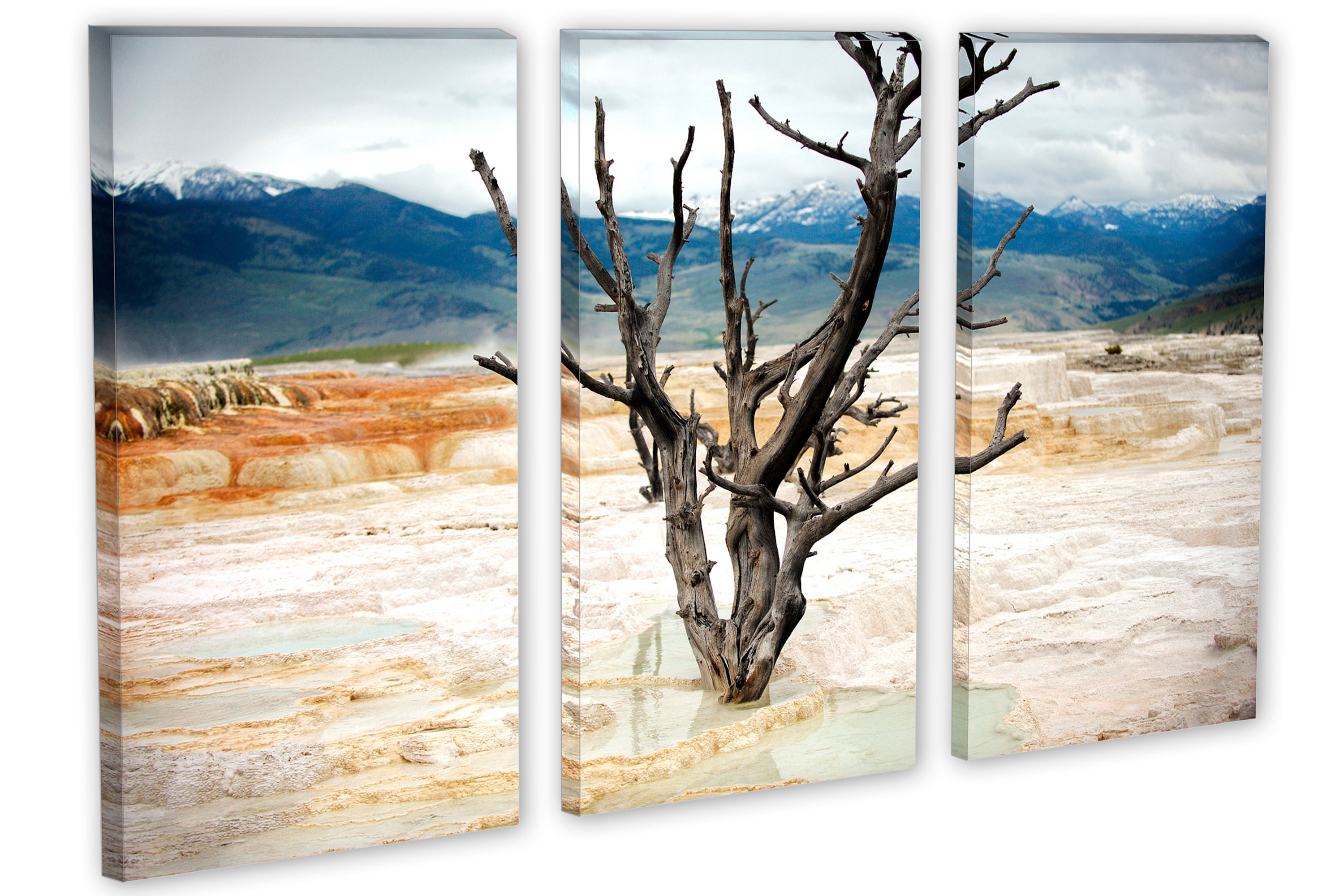 Dry Tree in Yellowstone Canvas Print Wall Art Desert Tree | Etsy