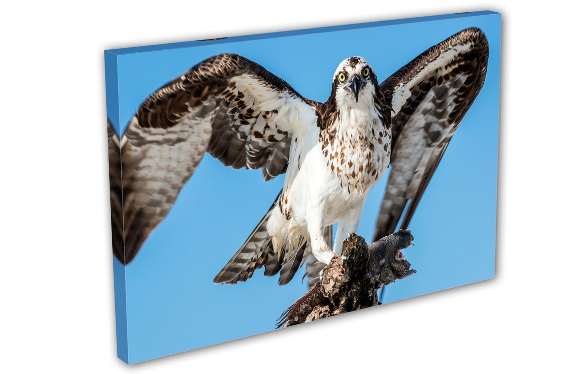 Osprey Bird Canvas Print Wall Art - Wildlife Bird Photography. of a Sea ...