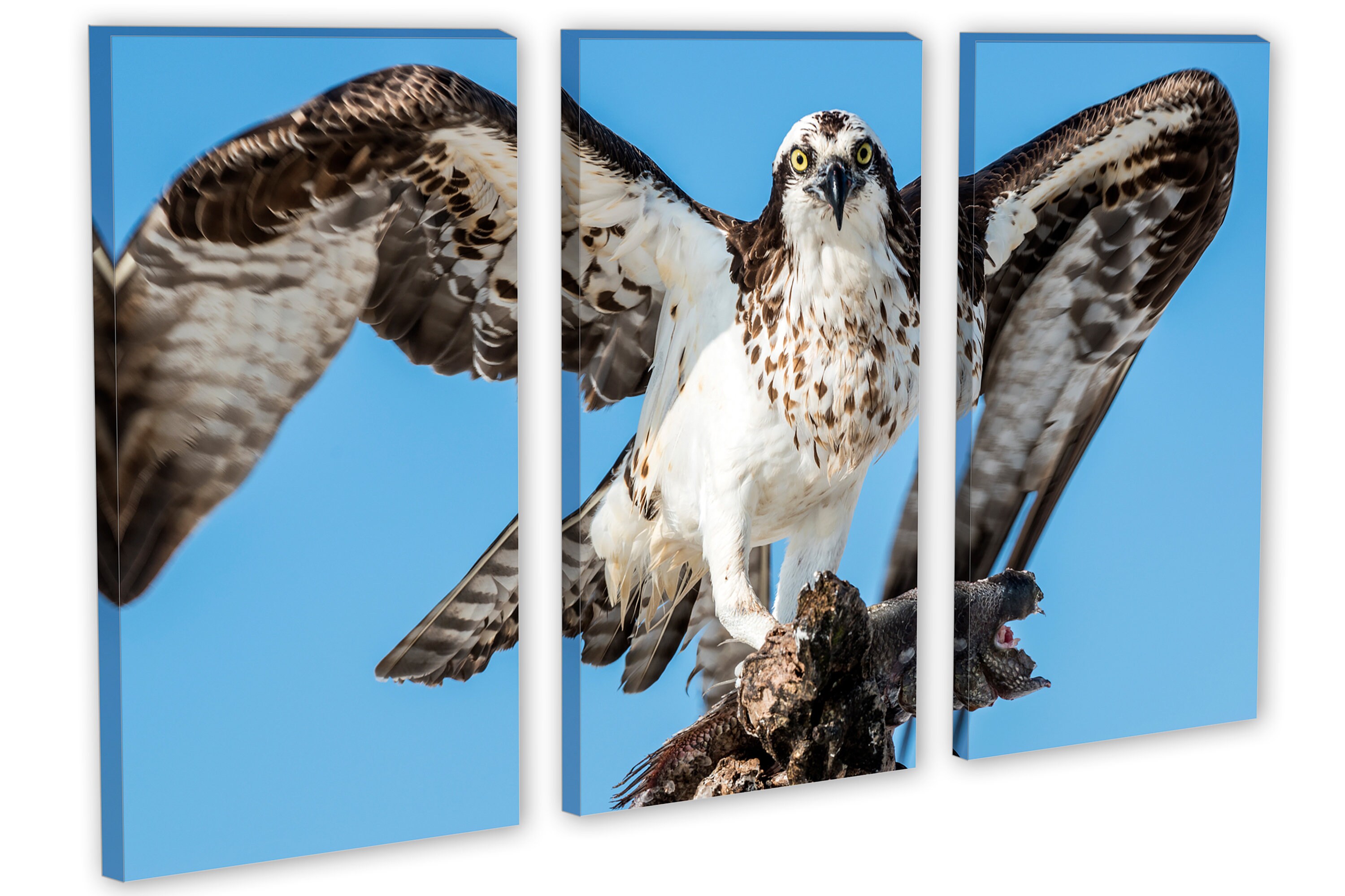 Osprey Bird Canvas Print Wall Art - Wildlife Bird Photography. of a Sea ...