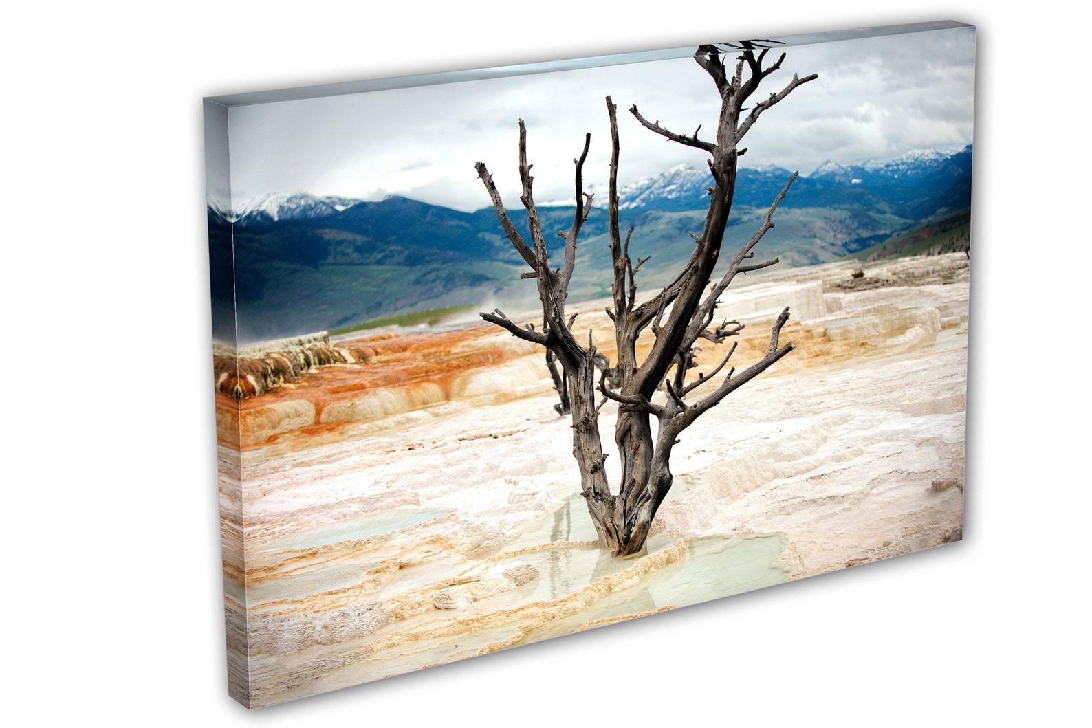Dry Tree in Yellowstone Canvas Print Wall Art Desert Tree Landscape ...