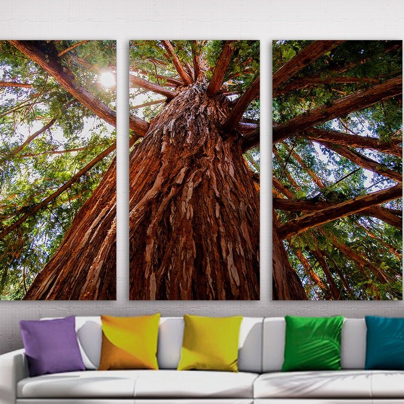 Redwood Tree Art - Etsy