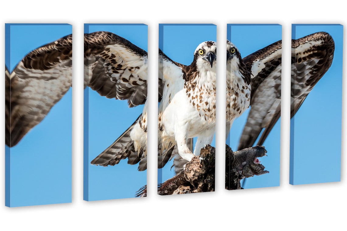 Osprey Bird Canvas Print Wall Art Wildlife Bird Photography. | Etsy