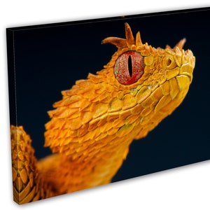 Eyelash Viper Snake Head Wall Art Red Canvas Print - Dragon Snake Art ...