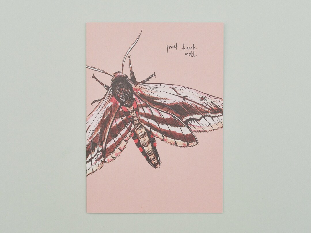 Handmade Greeting Card Privet Hawk Moth, Recycled Card - Etsy