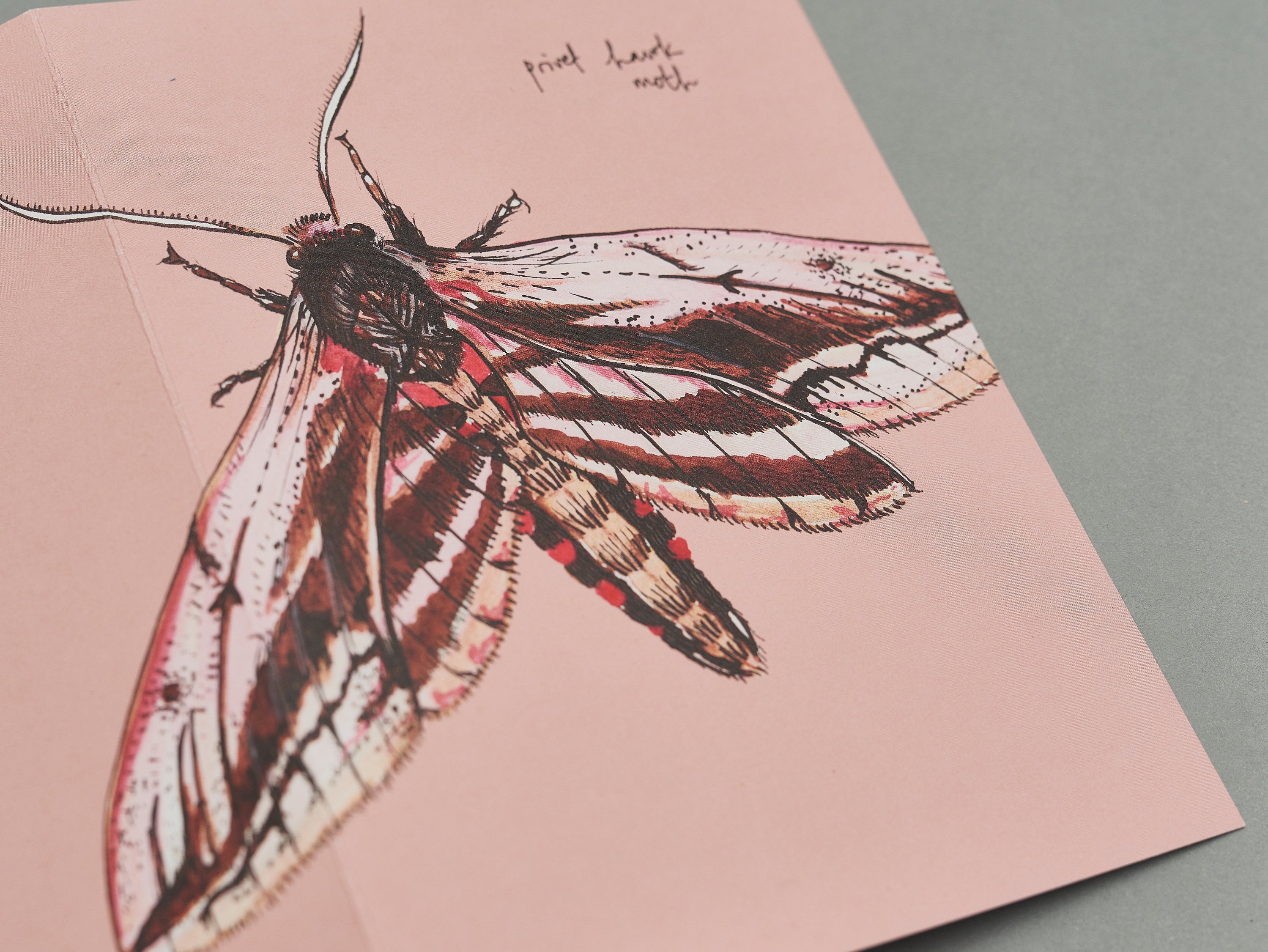 Handmade Greeting Card Privet Hawk Moth Recycled Card - Etsy