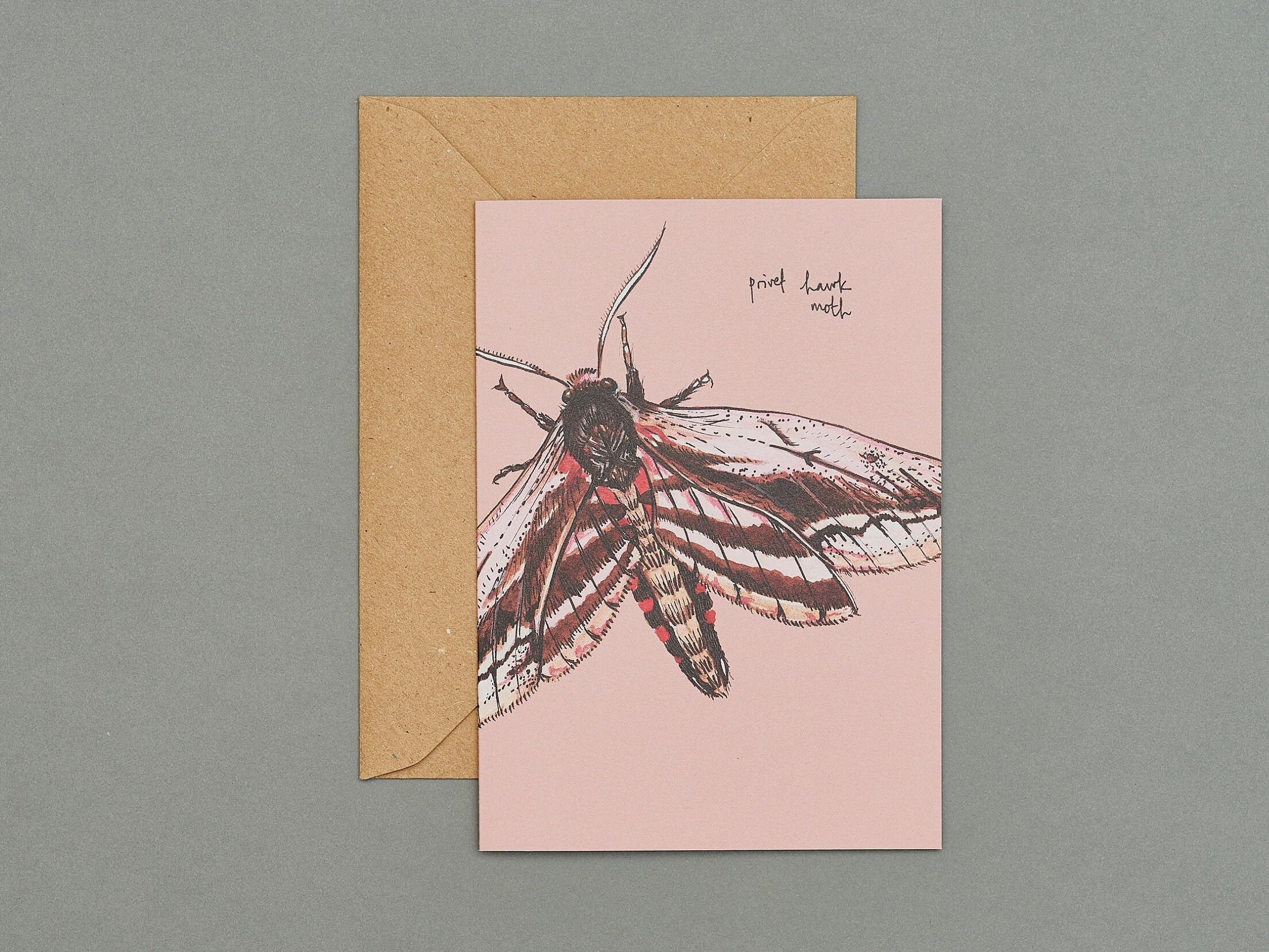 Handmade Greeting Card Privet Hawk Moth Recycled Card - Etsy