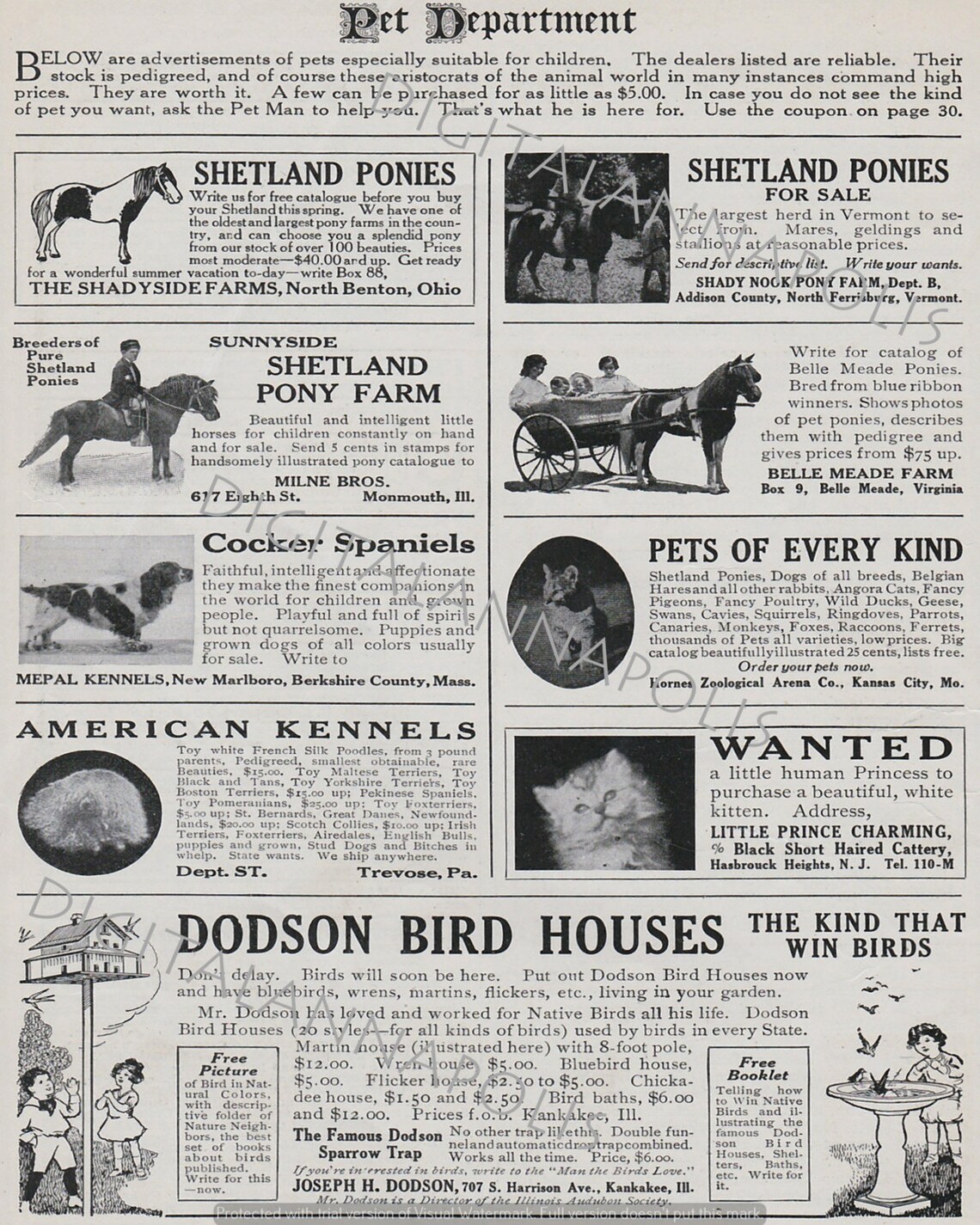 Vintage Pet Department Advertising Classified Pets for Kids Pony Cat ...