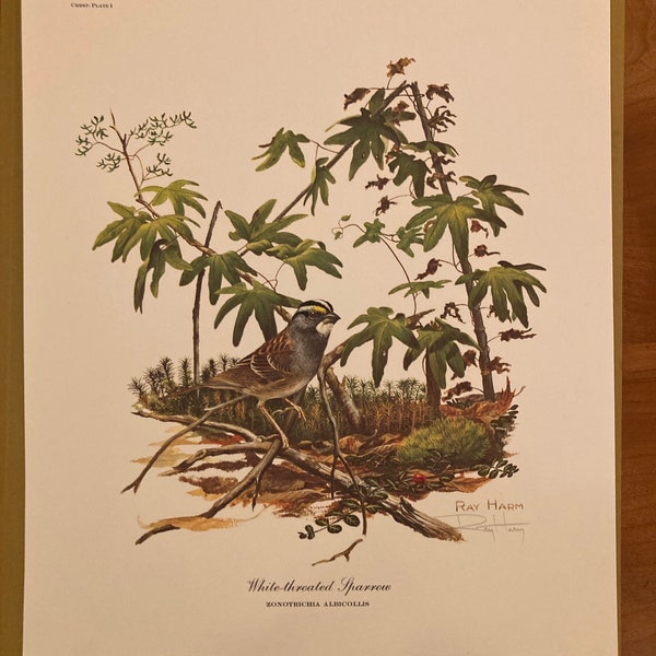 Ray Harm Print - Etsy