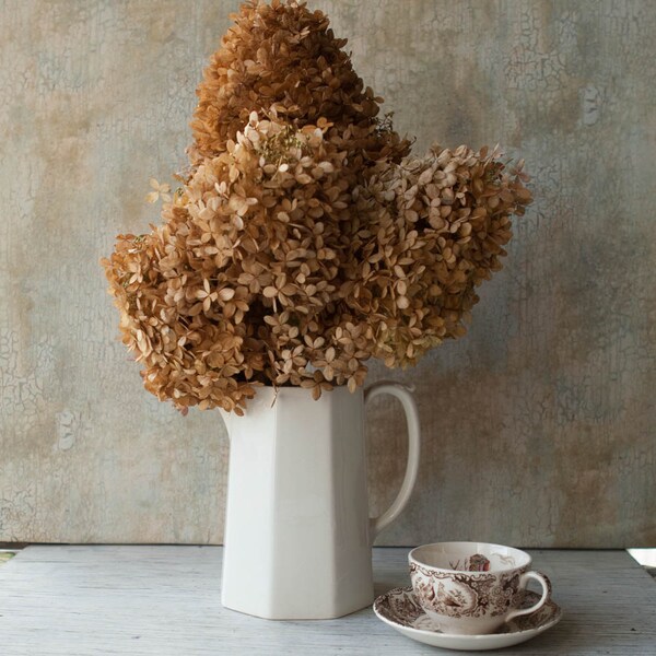 Dried Hydrangeas - Etsy