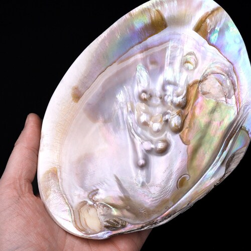 Large Natural Mother of Pearl Shell Dish W Real Iridescent - Etsy