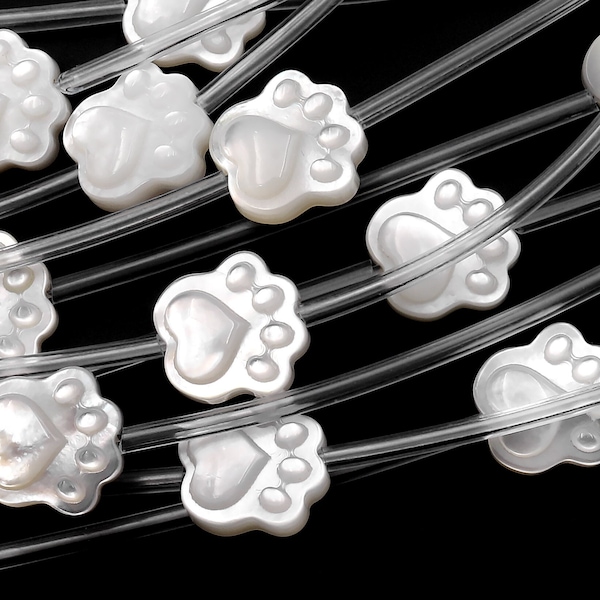 Cats Paw Shell - Etsy