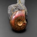 AAA Rare Natural Red Opalized Ammonite Fossil Pendant Top Side Drilled ...