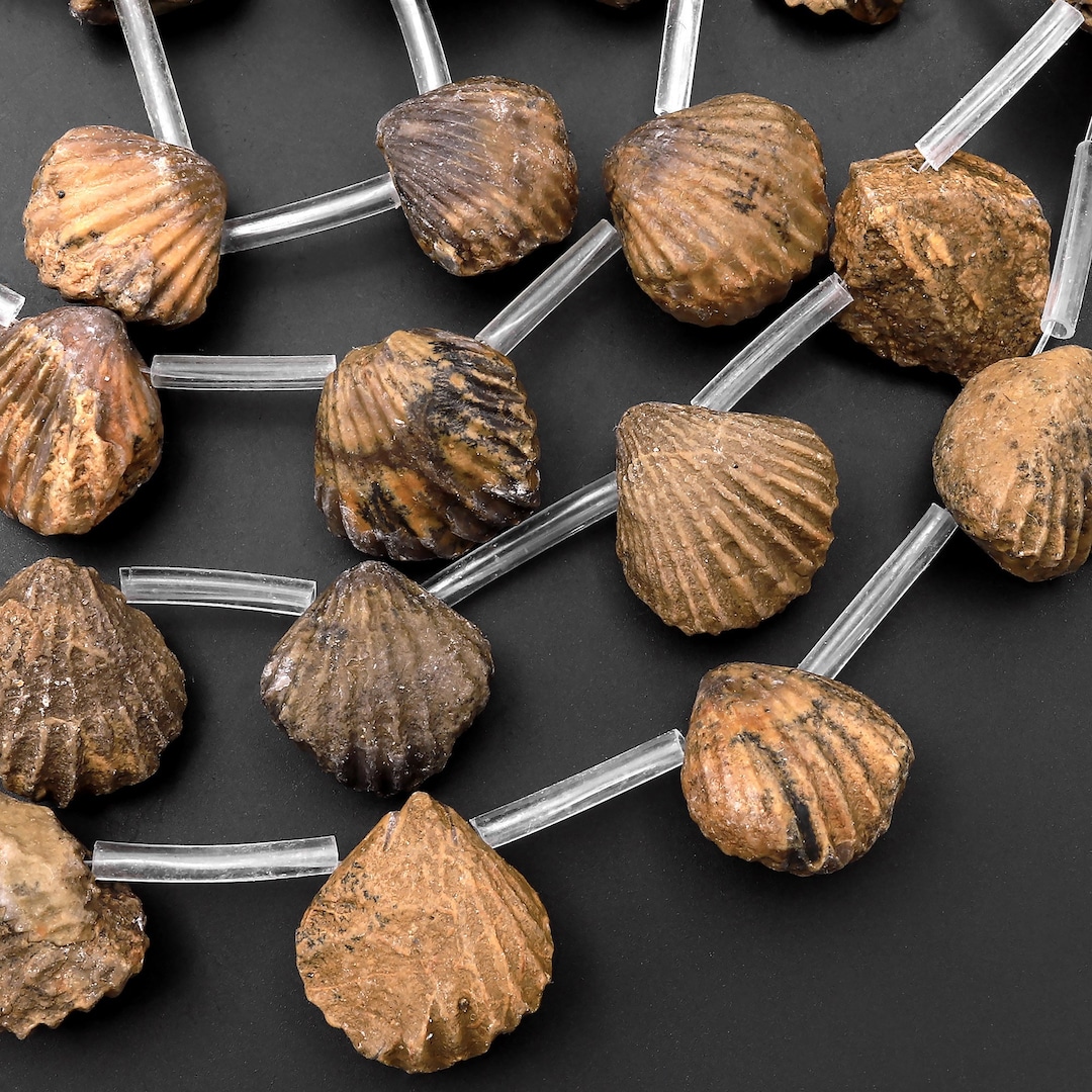 Natural Ancient Fossil Shell Beads Unique Golden Brown Whole Shell 15.5 ...