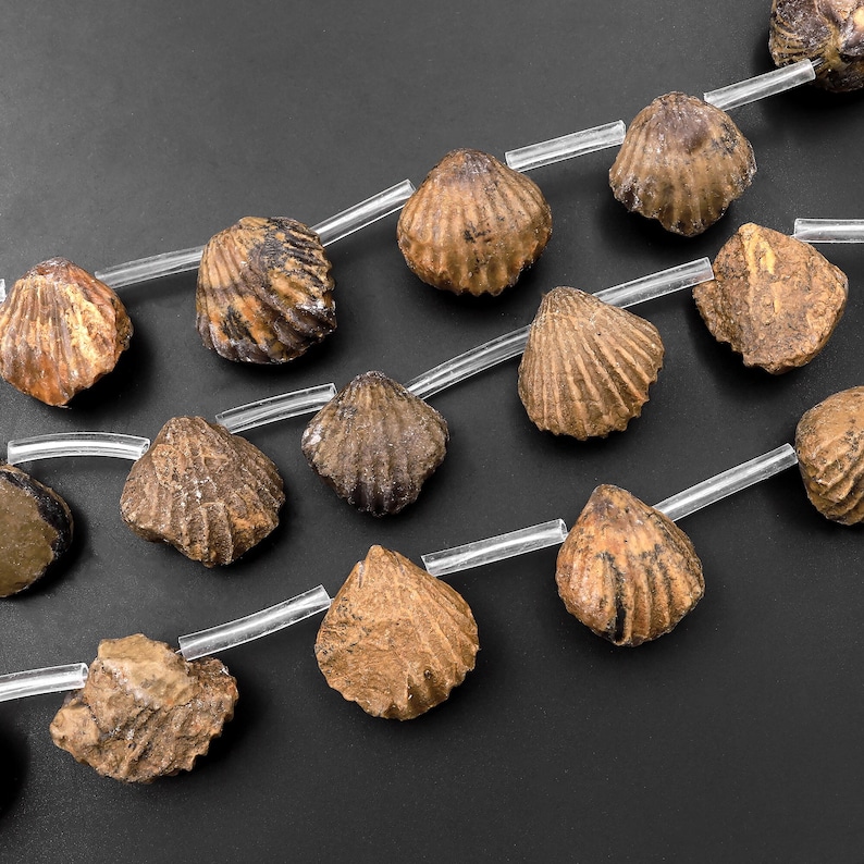 Natural Ancient Fossil Shell Beads Unique Golden Brown Whole Shell 15.5 ...