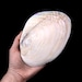 Large Natural Mother of Pearl Shell Dish W Real Iridescent Blister ...