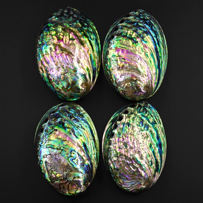 AAA+ Natural Abalone Shell Dish Rainbow Iridescence Ritual Decor Beach ...