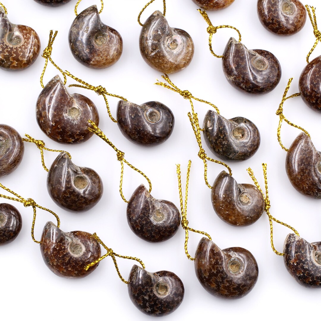 Natural Whole Ammonite Fossil Small Pendant Top Side Drilled Natural ...