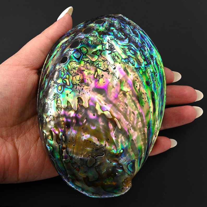 AAA+ Natural Abalone Shell Dish Rainbow Iridescence Ritual Decor Beach ...