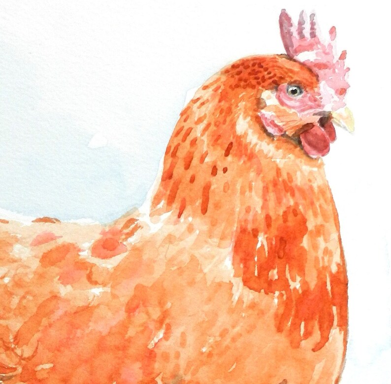 Rhode Island Red Chicken - Watercolor Archival Print - Etsy
