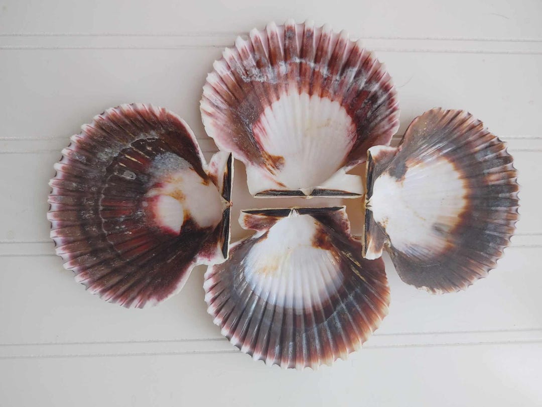 Calico Scallops // Shell Sage Shells // Cone Incense Holder // Sacred Space // Altar Items ...