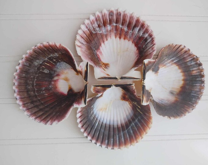 Calico Scallops // Shell Sage Shells // Cone Incense Holder // Sacred ...
