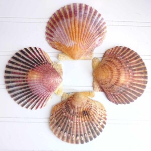 Calico Scallops // Shell Sage Shells // Cone Incense Holder // Sacred ...