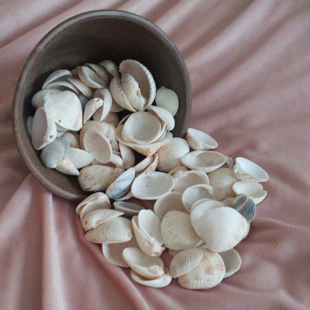 Stunning White Atlantic Buttercup Clam Shells // Small to Large Size ...