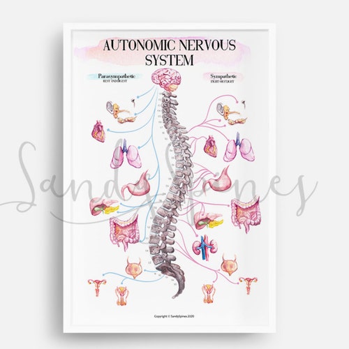 Chiropractic ANS Chart Nervous System Poster Subluxation - Etsy