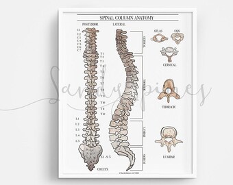 Spinal Column Art | Etsy