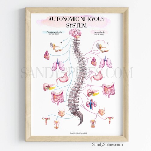 Autonomic Nervous System Chart - Etsy