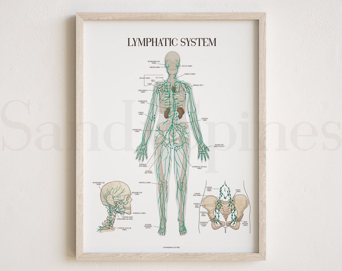 Lymphatic System Anatomy Poster by Sandyspines - Etsy