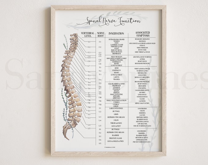 Chart of the Spinal Nerve, Print 5x7 - Etsy Canada
