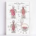 Deep Back Muscles Anatomy Poster SANDYSPINES Art for - Etsy