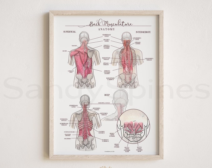 Deep Back Muscles Anatomy Poster SANDYSPINES Art for Chiropractors ...