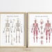 Musculoskeletal Posters | Sandyspines | BUNDLE | Watercolor Art for ...