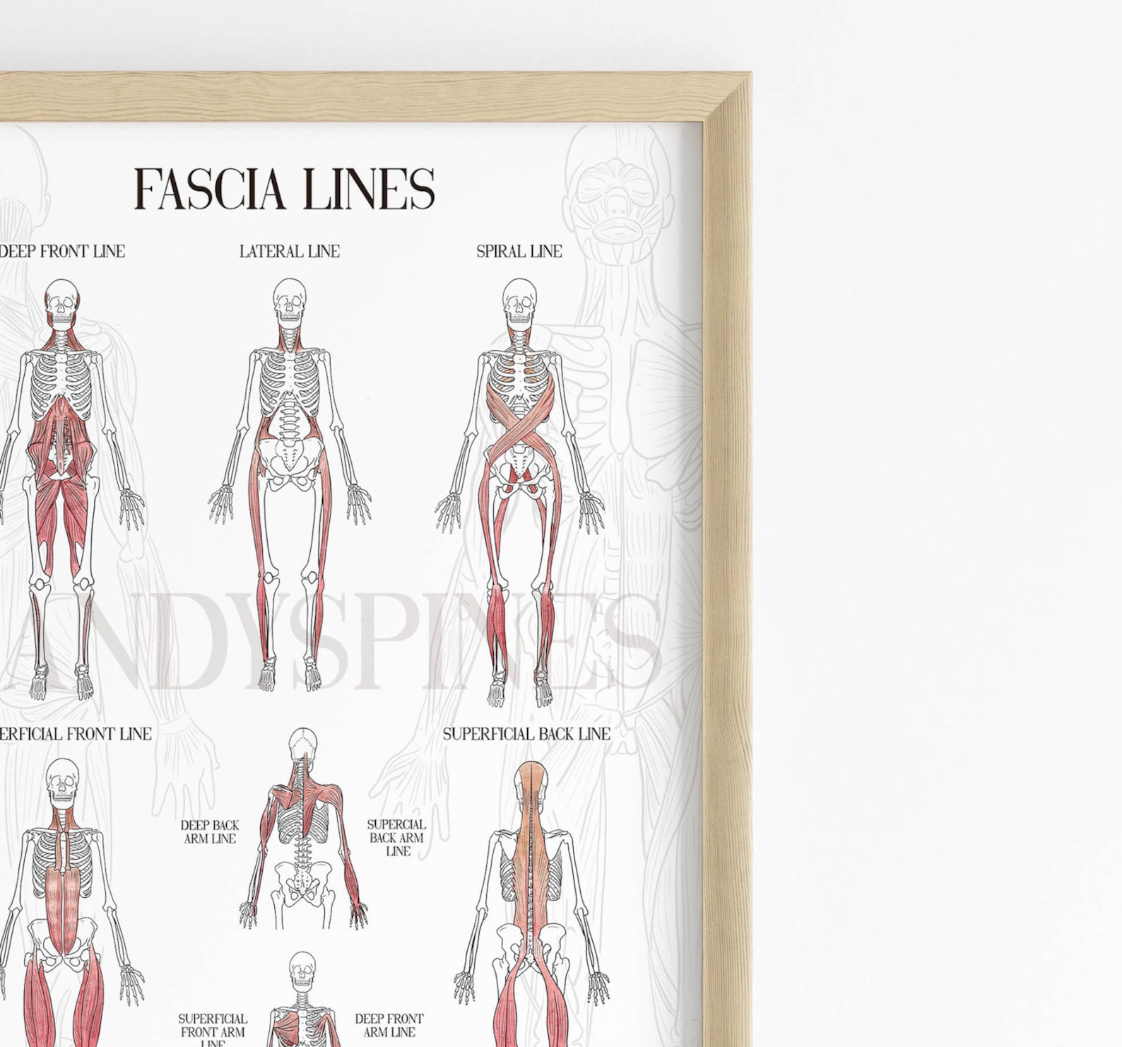 Fascia Lines Anatomy Poster SANDYSPINES Art for - Etsy