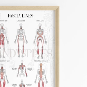 Fascia Lines Anatomy Poster SANDYSPINES Art for - Etsy