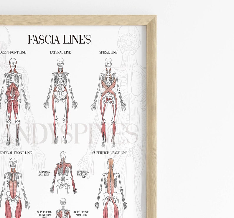 Fascia Lines Anatomy Poster SANDYSPINES Art for - Etsy