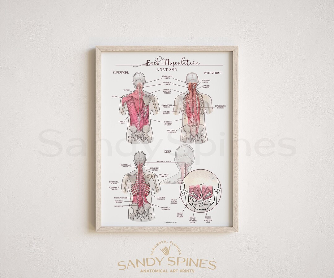 Buy Deep Back Muscles Anatomy Poster SANDYSPINES Art for Chiropractors ...
