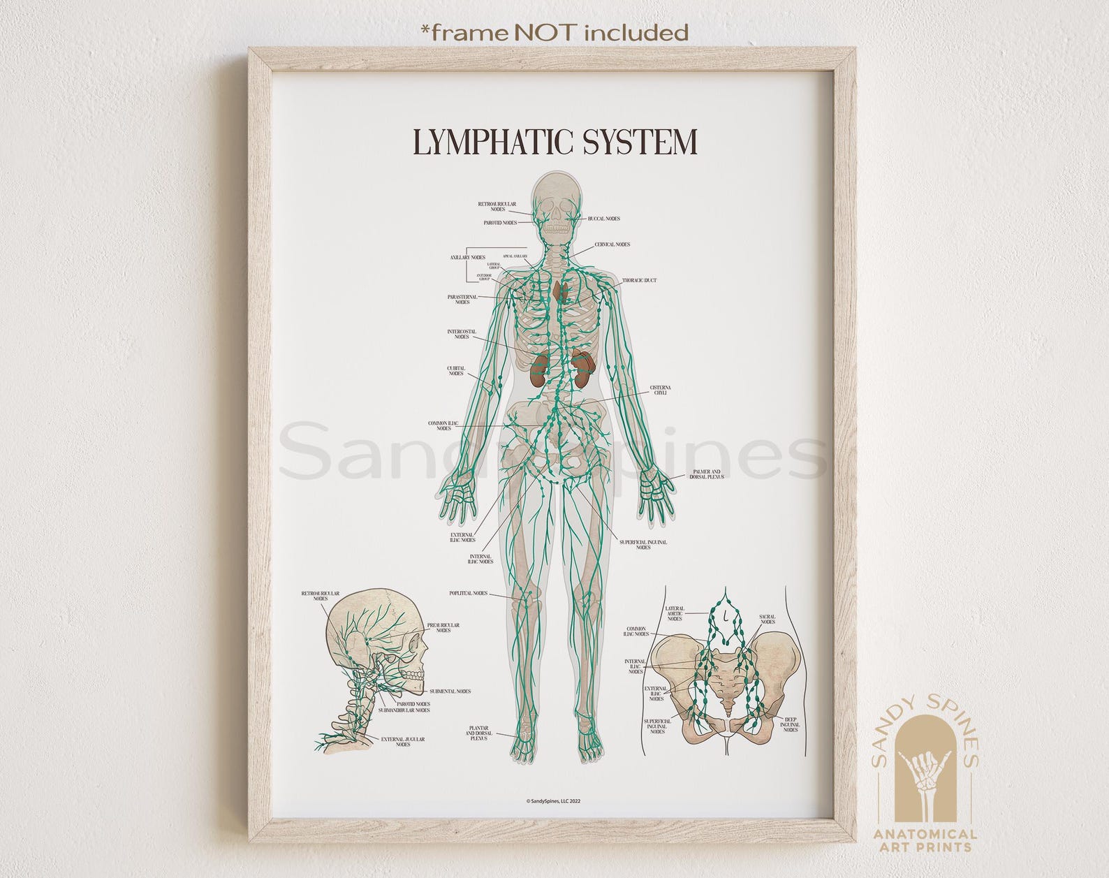 Lymphatic System Anatomy Poster by Sandyspines - Etsy