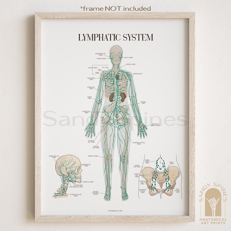 Lymphatic Drainage Map - Etsy