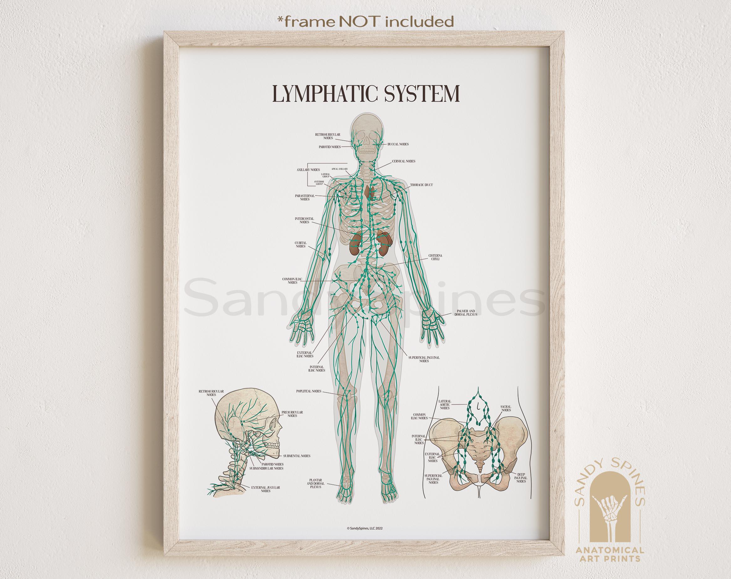 Lymphatic System Anatomy Poster by Sandyspines - Etsy