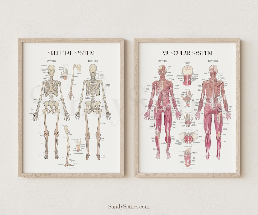 Musculoskeletal Posters | Sandyspines | BUNDLE | Watercolor Art for ...