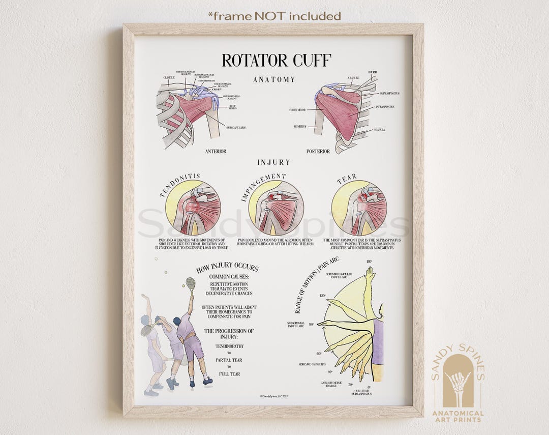 Rotator Cuff Anatomy Poster: SITS Muscle Injury Art - Etsy